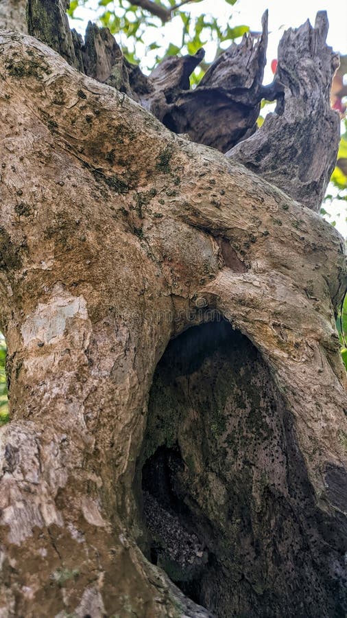 A Mini Cave Inside the Trunk of a Wacang Bonsai Tree Stock Photo ...