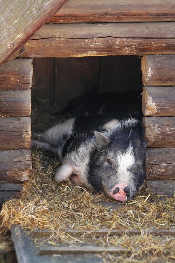 Mini cerdo imagen de archivo. Imagen de cochinillo, mini - 19632147