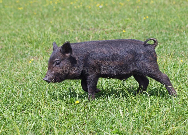 Mini Cerdo Negro En Un Prado Imagen de archivo - Imagen de hocico ...