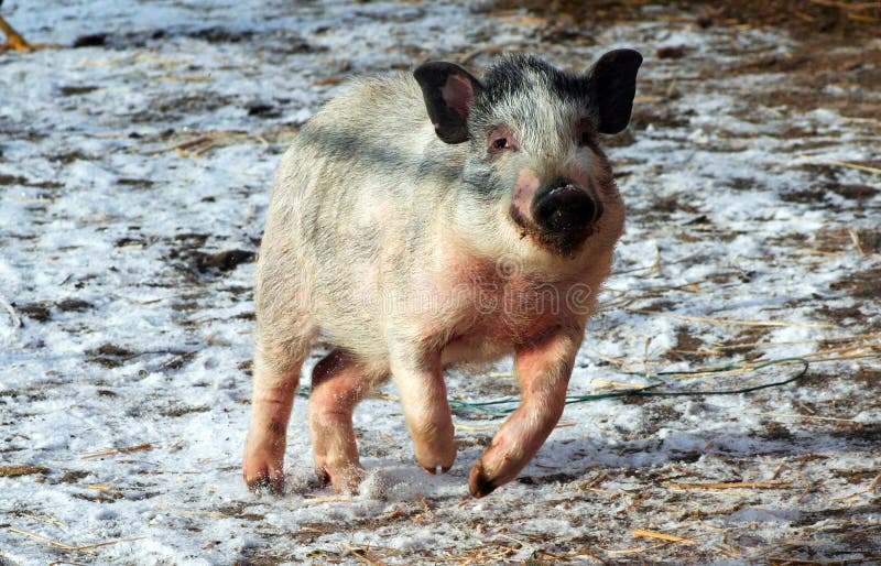 Mini-cerdo vietnamita imagen de archivo. Imagen de crianza - 12177721