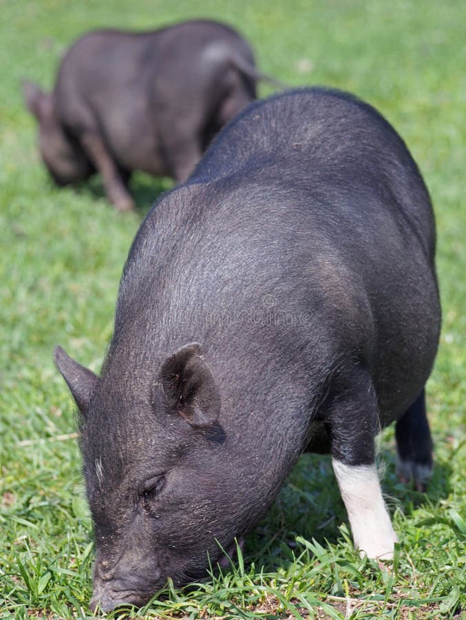 Mini cerdos en pasto foto de archivo. Imagen de joven - 40111614