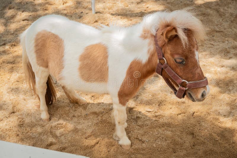 Mini cheval nain photo stock. Image du miniature, mini - 115014256