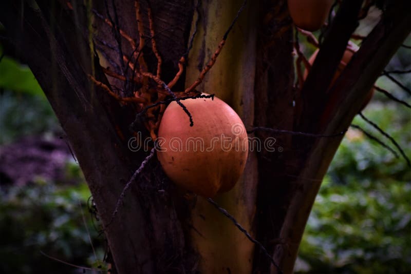Mini Coconut, with Orange Color Stock Image - Image of green, branch ...