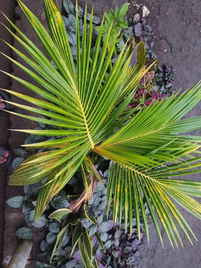 The Mini Coconut Tree Planted in Front of the House is Very Beautiful ...
