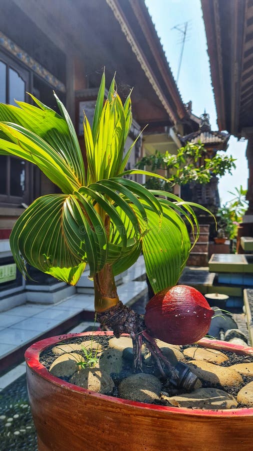 A Mini Coconut Tree on the Pot Stock Photo - Image of mini, leaf: 206649006