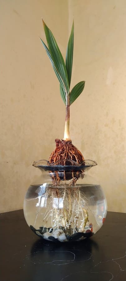 Mini Coconut Tree in the Table Stock Image - Image of plant, table ...