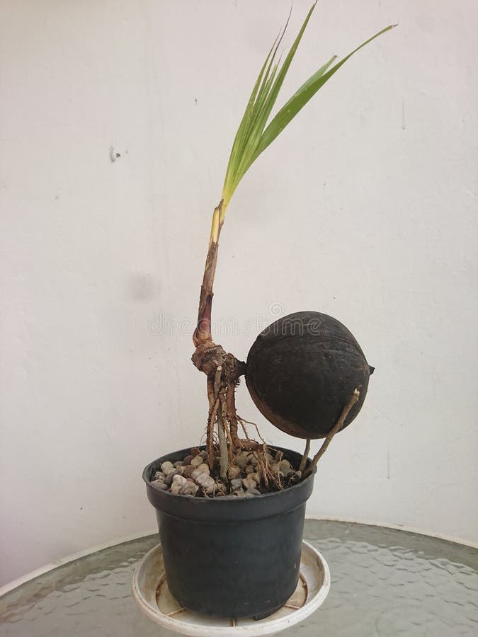 Mini Coconut Tree on Table Glass Stock Photo - Image of leaf, tree ...