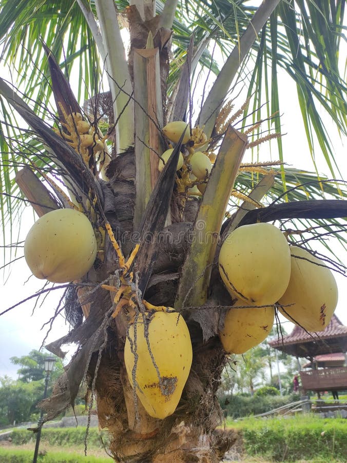Mini Coconut Trees are Believed To Be Used As Medicine Stock Photo ...