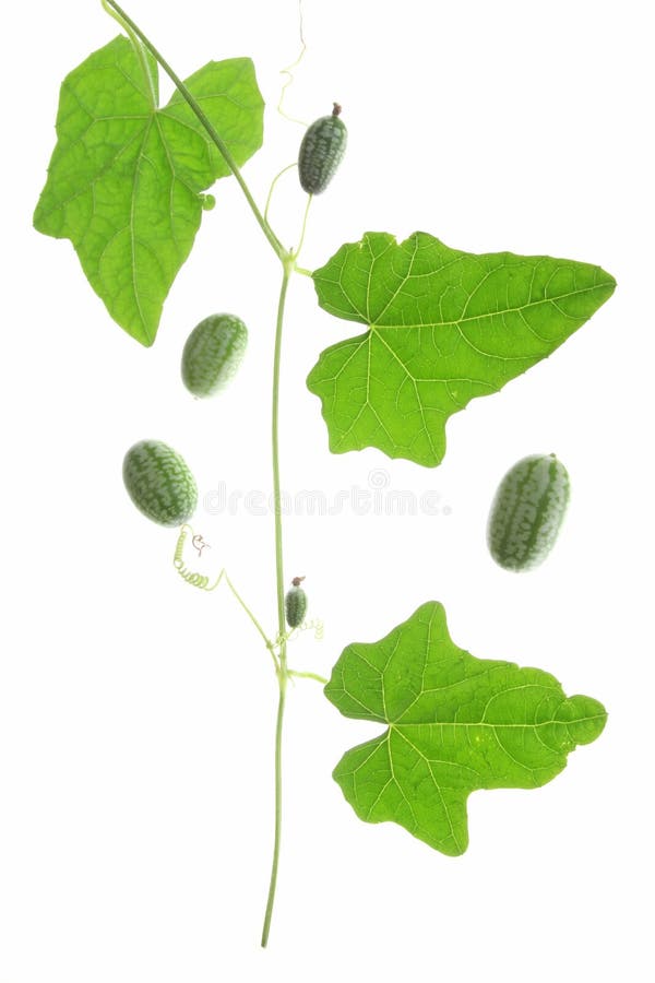 Mini Concombre Mexicain (scabra De Melothria) Image stock - Image du ...