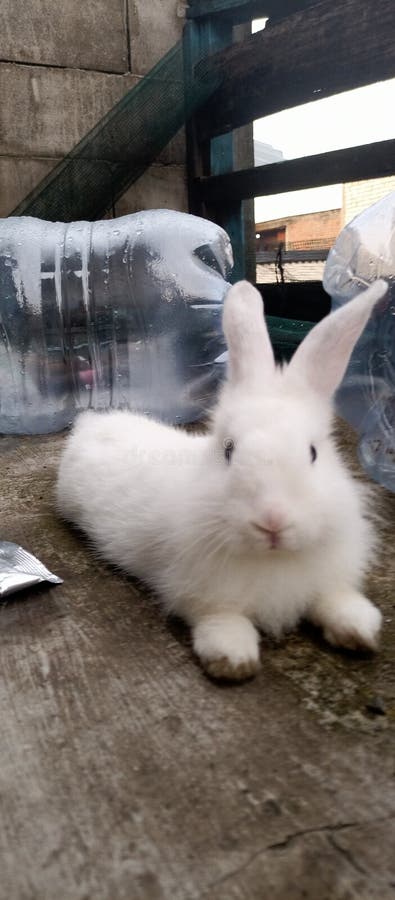 Mini conejo blanco imagen de archivo. Imagen de lindo - 265938563