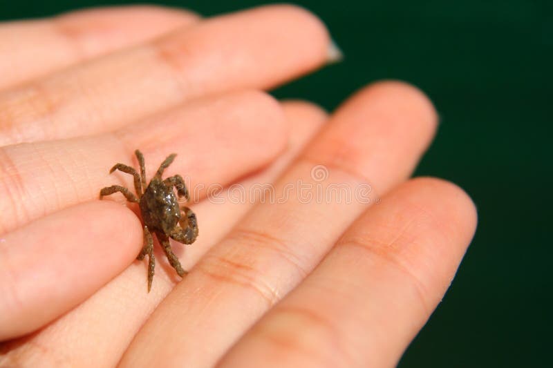 Mini crab stock image. Image of beach, animal, wild, nature - 14294741