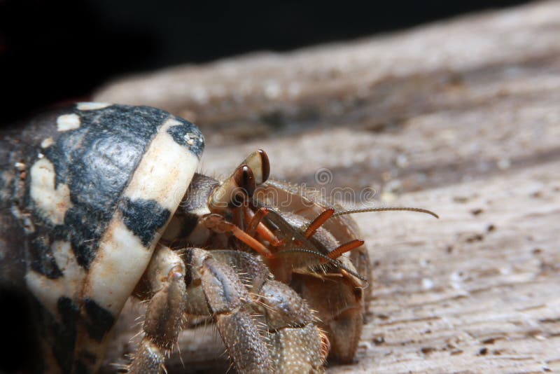 Mini crab stock photo. Image of mini, background, nature - 60228364