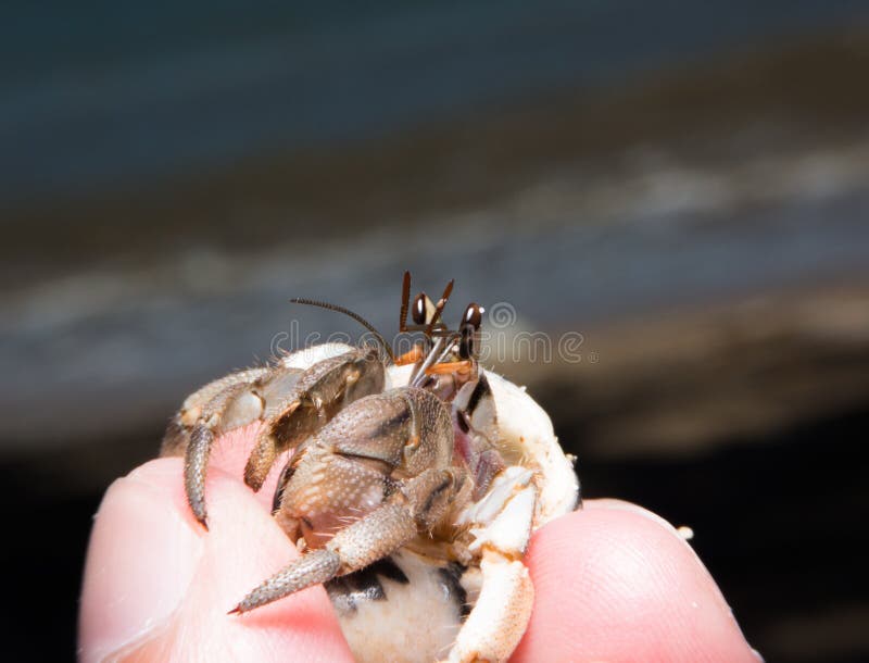 Mini crab stock image. Image of beach, cute, crab, wildlife - 60228399
