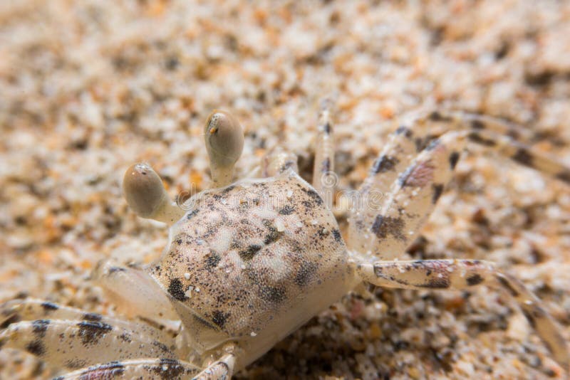 Mini crab stock photo. Image of mini, background, nature - 60228364