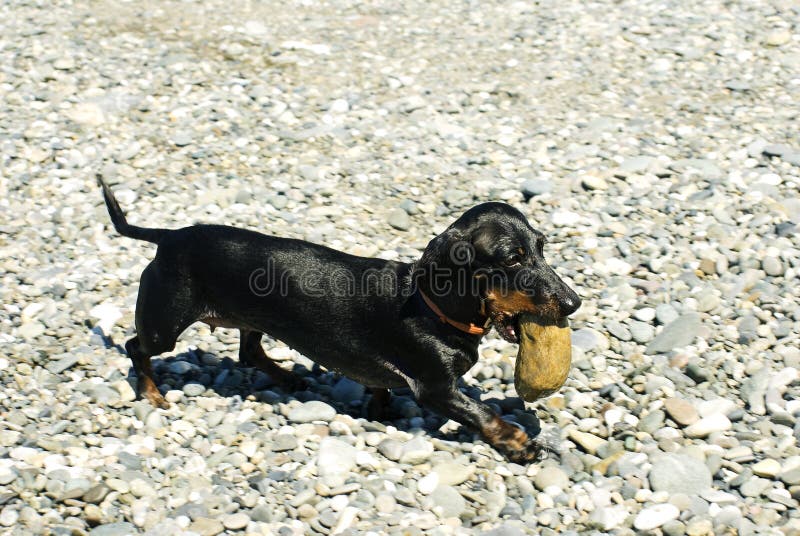 Mini Dachshund Carrying a Stone Stock Photo - Image of canis, inside ...