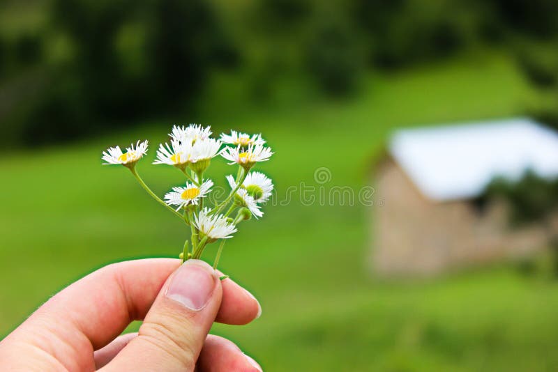 Mini Daisies imagen de archivo. Imagen de campo, deseo - 134870775
