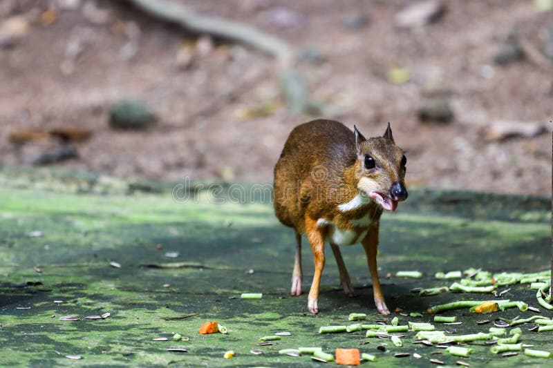Mini Deer is Eatting Food in Garden Stock Image - Image of green, park ...