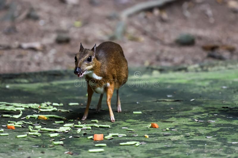Mini Deer is Eatting Food in Garden Stock Photo - Image of young, wild ...