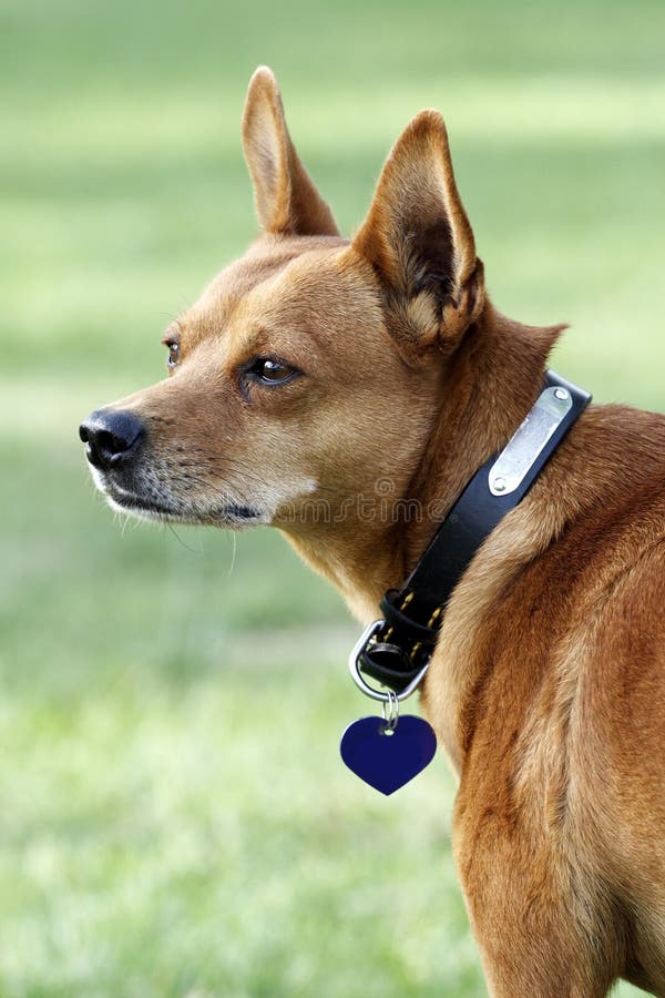 Mini-dog. stock photo. Image of hounds, playing, carnivore - 5318868