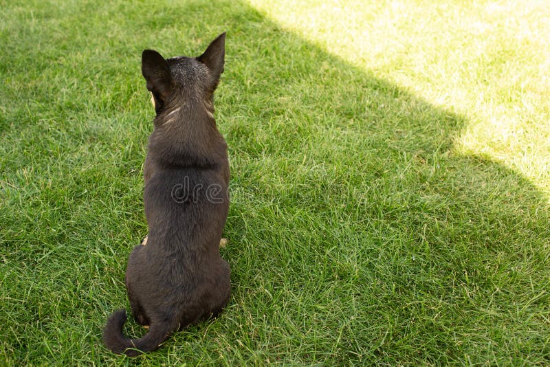 A Black Chihuahua Dog Sits with Its Back To the Camera. Mini Dog on the ...
