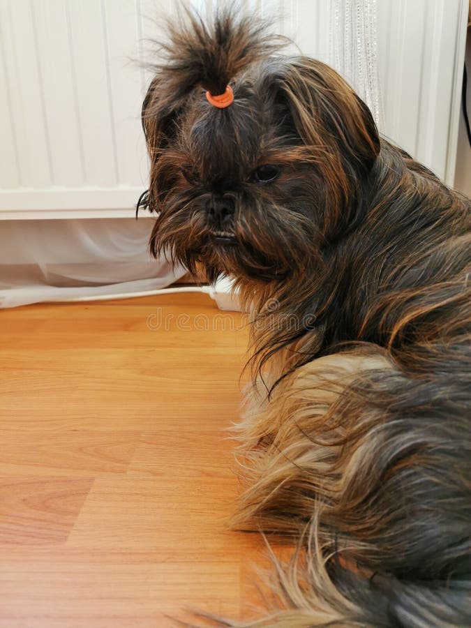 Mini Dog Shitzu stock image. Image of animal, shitzu - 173233785