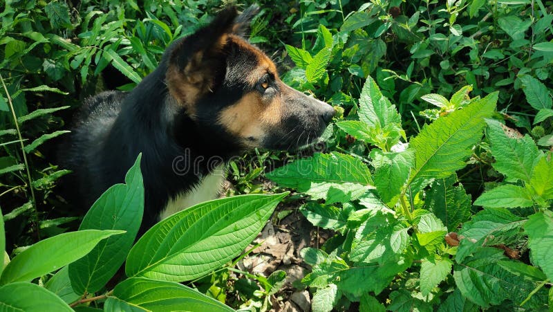 Mini Dog Staring at Something in the Bushes Stock Photo - Image of ...