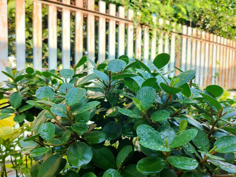 Mini Dollar Banyan Tree and Morning Dew Stock Image - Image of dollar ...