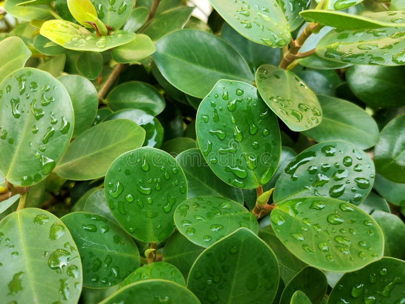 Mini Dollar Banyan Tree and Morning Dew Stock Image - Image of morning ...