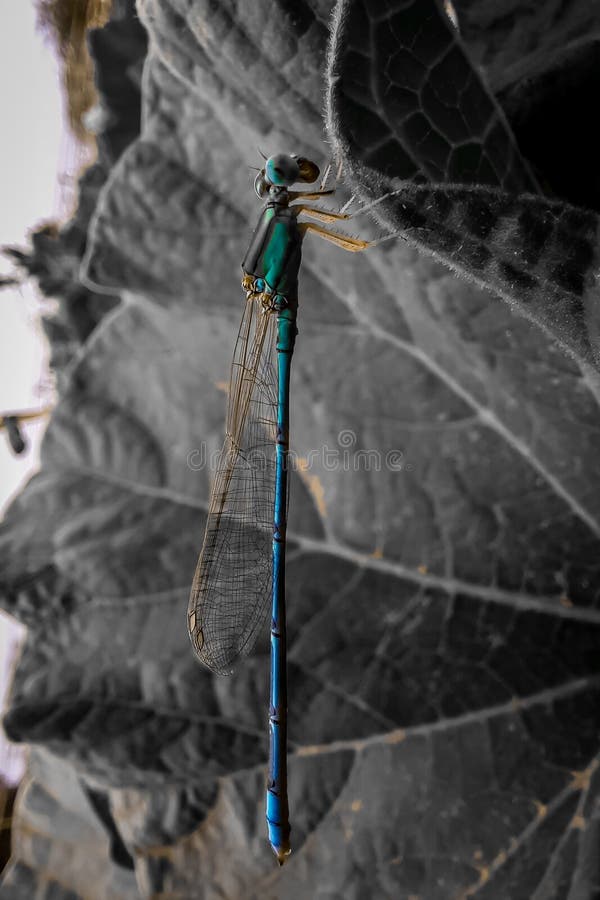Mini Dragon fly stock photo. Image of dragonfly, insect - 242317030