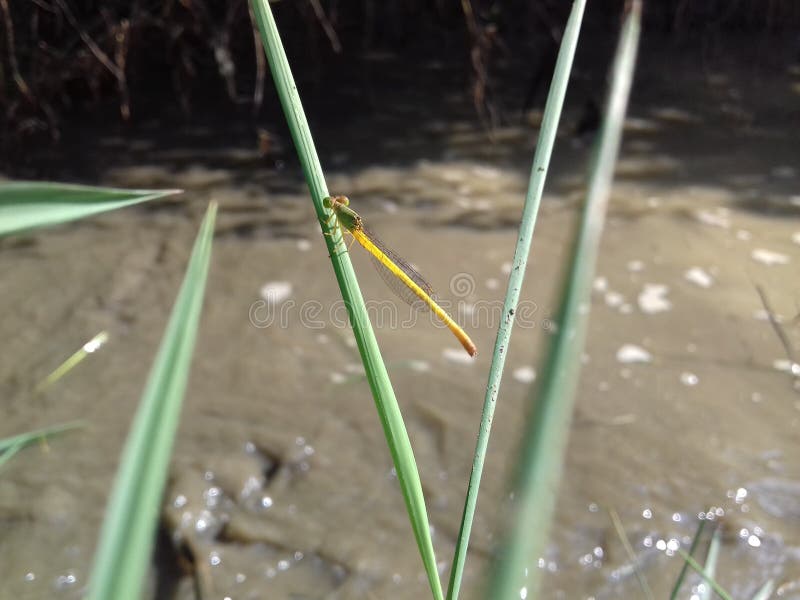 123 Mini Dragonfly Stock Photos - Free & Royalty-Free Stock Photos from ...