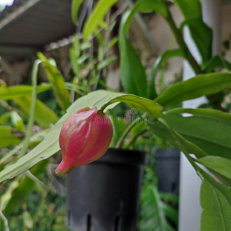 Mini Dragon Fruit from Grandmom Garden Stock Photo - Image of dragon ...