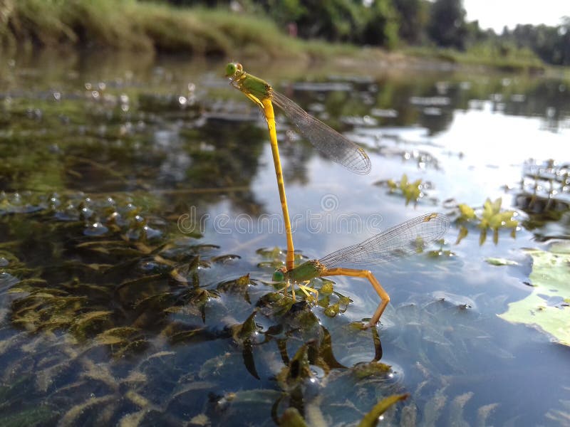 2 mini dragonfly stock image. Image of dragonfly, water - 126723087