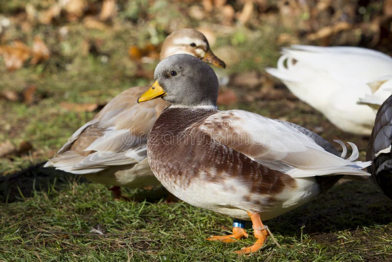 Mini Ducks stock image. Image of animal, england, duck - 27499117