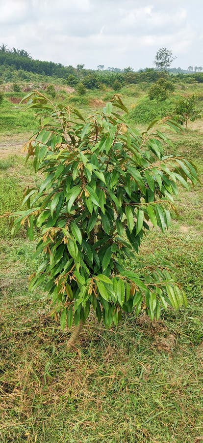 A Mini Durian Fruit Tree from Indonesia Stock Photo - Image of tree ...
