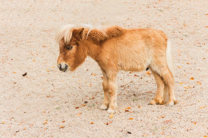 Mini Dwarf Horse in a Pasture at a Farm Stock Image - Image of little ...
