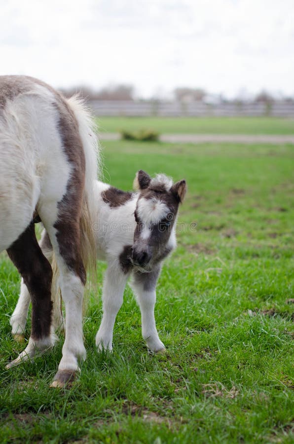 Mini Dwarf Horse at a Farm. Foal Mini Horse. Stock Image - Image of ...