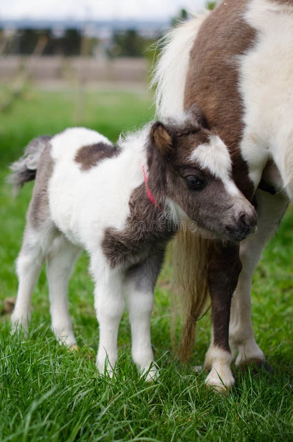 Mini Dwarf Horse at a Farm. Foal Mini Horse. Stock Image - Image of ...