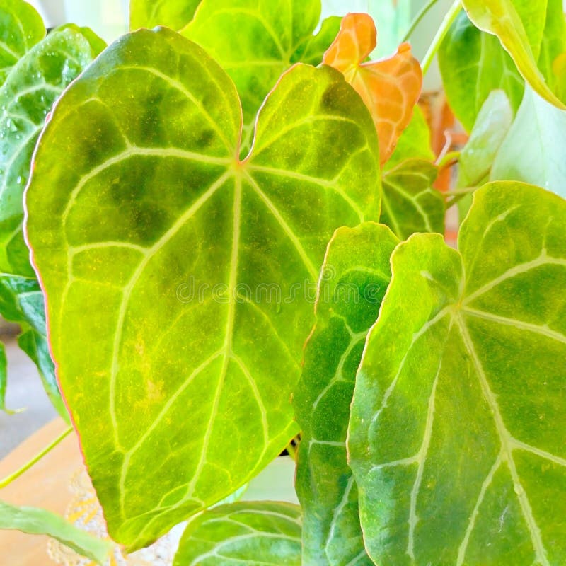 Mini Elephant Ear Plant Leaves Stock Photo - Image of green, mini ...