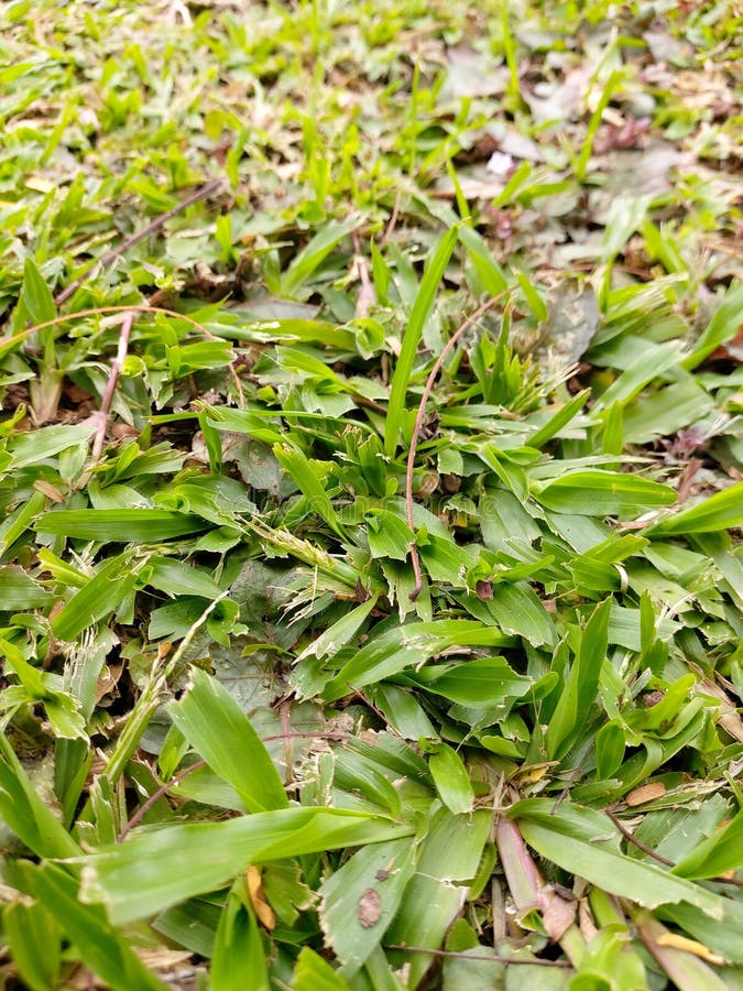 Mini Elephant Grass or Axonopus Compressus. this Grass is Often Used As ...