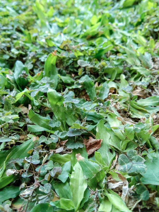 Mini Elephant Grass or Axonopus Compressus. this Grass is Often Used As ...