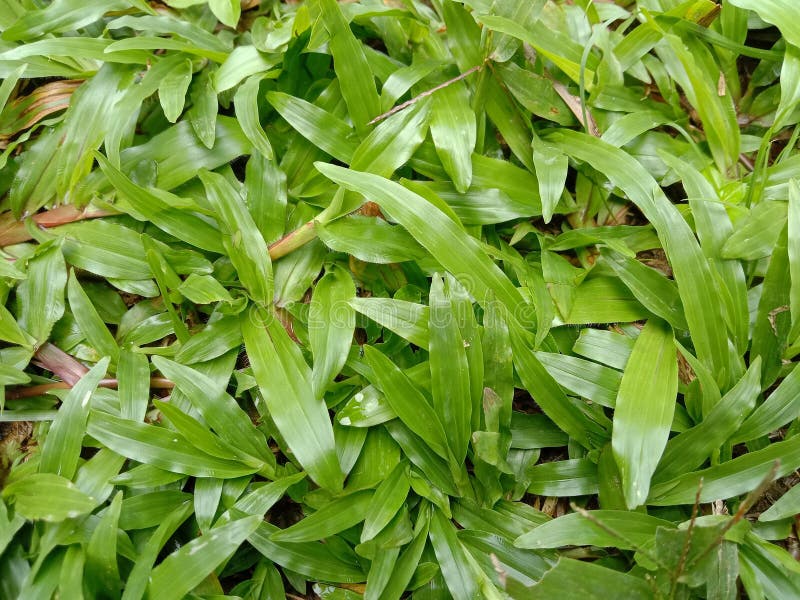 Mini Elephant Grass or Axonopus Compressus. this Grass is Often Used As ...