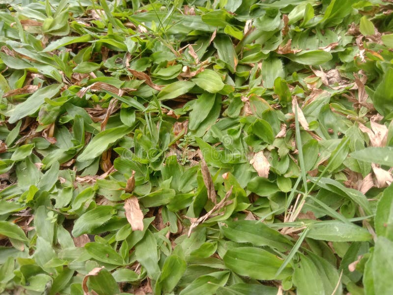 Mini Elephant Grass or Axonopus Compressus. this Grass is Often Used As ...