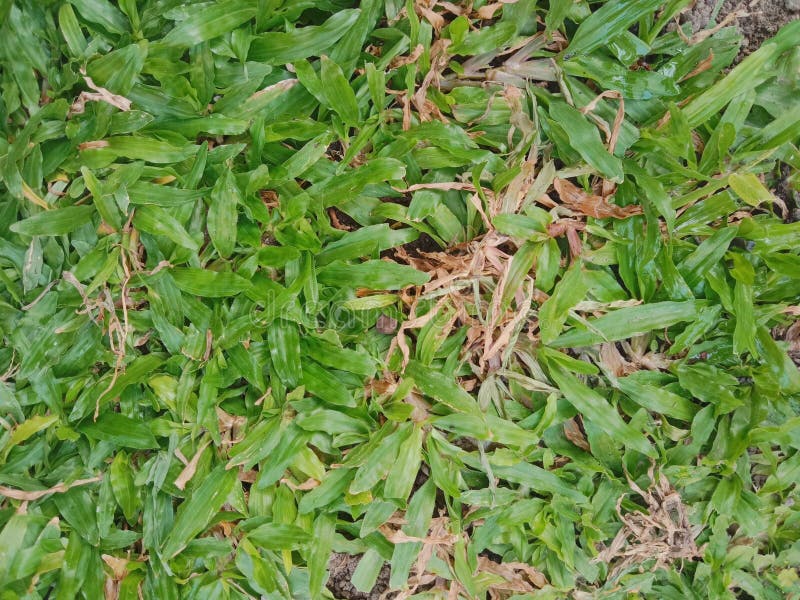 Mini Elephant Grass or Axonopus Compressus. this Grass is Often Used As ...