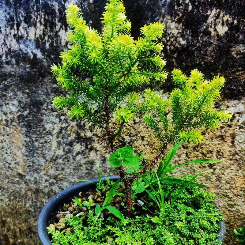 Mini Evergreen Tree Bonsai Planted in a Pot Stock Photo - Image of ...