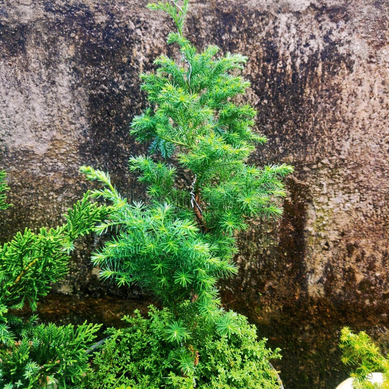 Mini Evergreen Tree Bonsai Planted in a Pot Stock Image - Image of ...
