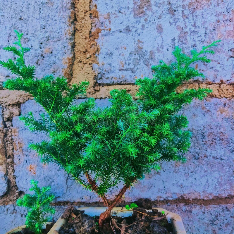 A Mini Evergreen Tree Planted in a Pot To Become a Bonsai Stock Image ...