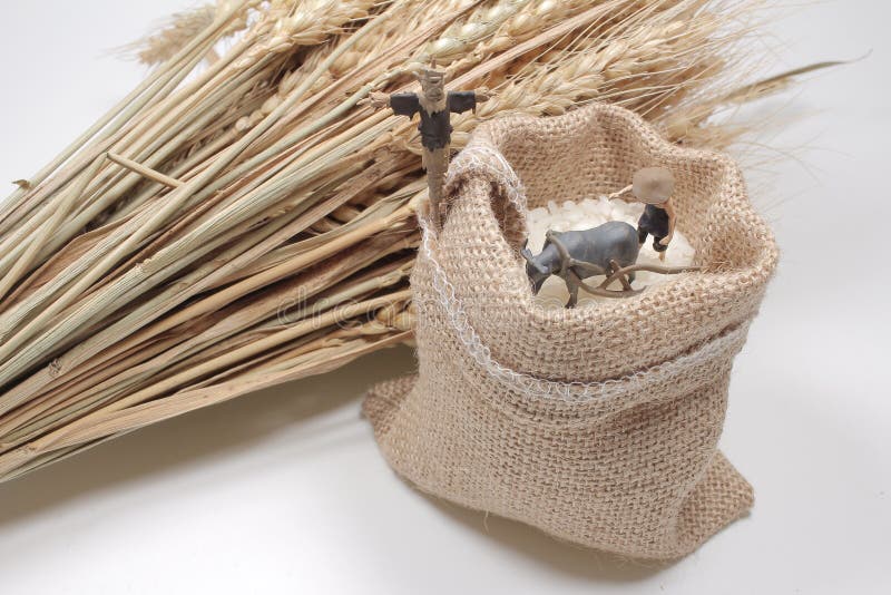 A Mini Farmer with the Rice in Burlap Sack Stock Photo - Image of open ...