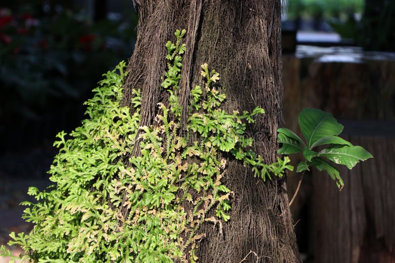 Mini Fern Creeper on the Large Tree Base Stock Photo - Image of fresh ...