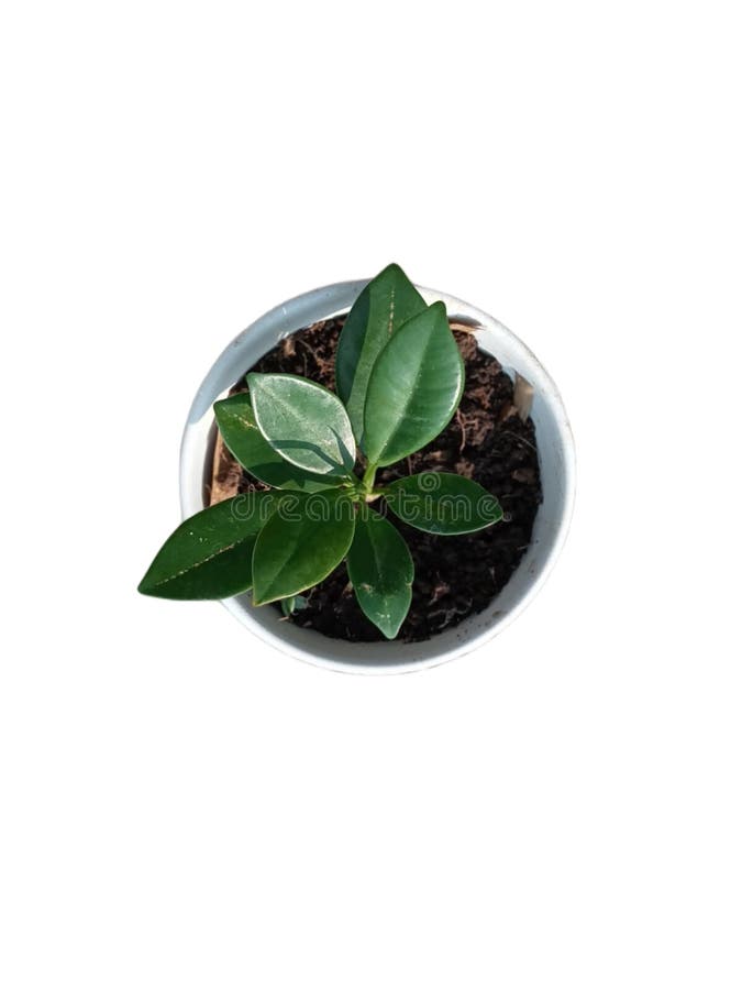 1,004 Ficus Top View Stock Photos - Free & Royalty-Free Stock Photos ...