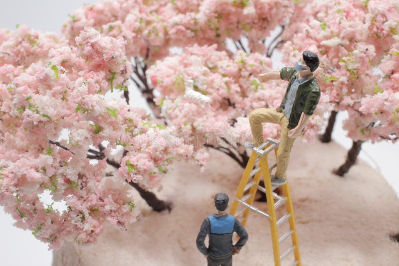 435 Cherry Tree Ladder Stock Photos - Free & Royalty-Free Stock Photos ...